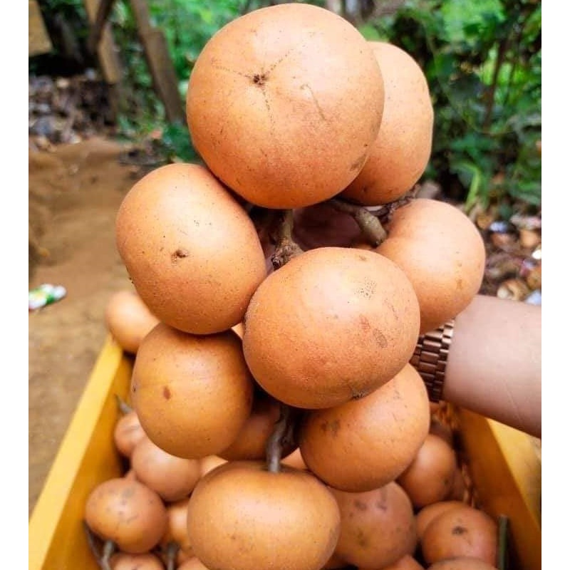Pokok Tampoi Kahwin Saiz Besar | Shopee Malaysia