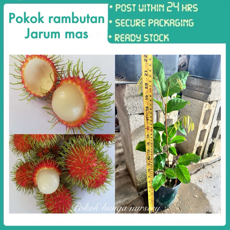 PBN - pokok rambutan jarum mas - pokok kahwin cepat berbuah Pokok bunga ...