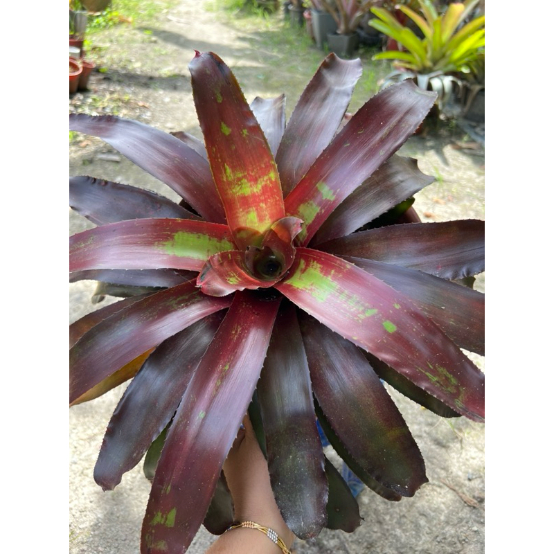 Pokok Bromeliad Raspberry Ripple | Shopee Malaysia