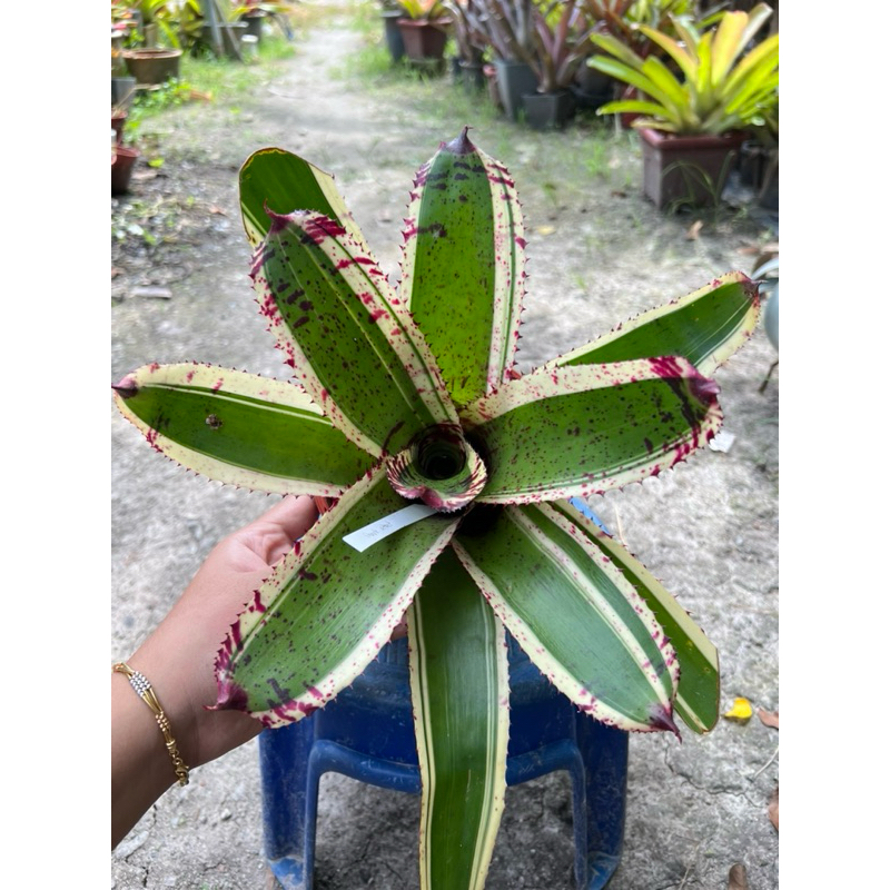 Pokok Bromeliad Shark Attack | Shopee Malaysia