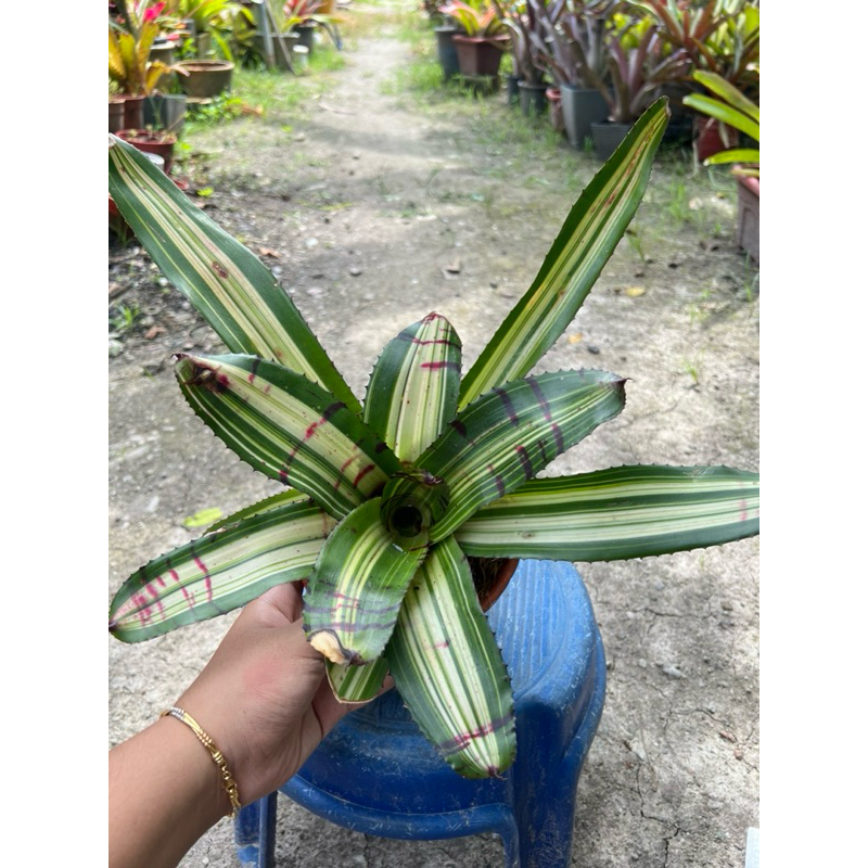 Pokok Bromeliad Tiger Startrex | Shopee Malaysia