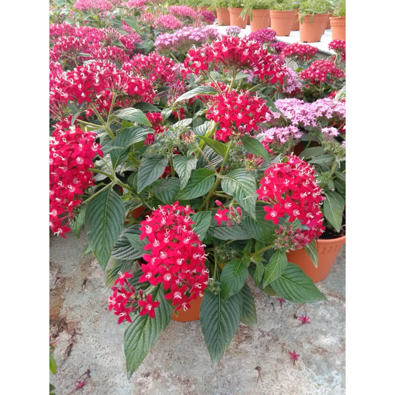 Pentas real live indoor houseplant 五星花繁天星 anak pokok bunga hidup hiasan ...