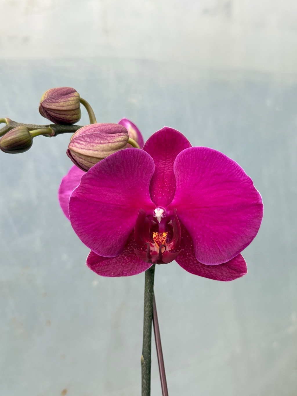 Phalaenopsis Red Purple | Medium Moth Orchid | Shopee Malaysia