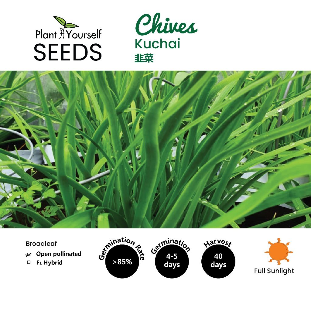 BENIH Kucai / SEEDS Chives / 种子 - 韭菜 (0.7g | 3.8g | 13g) | Shopee Malaysia