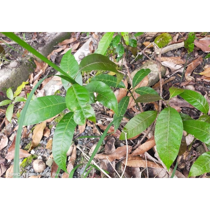 Anak Pokok Mempelam/Mangga Telur | Shopee Malaysia