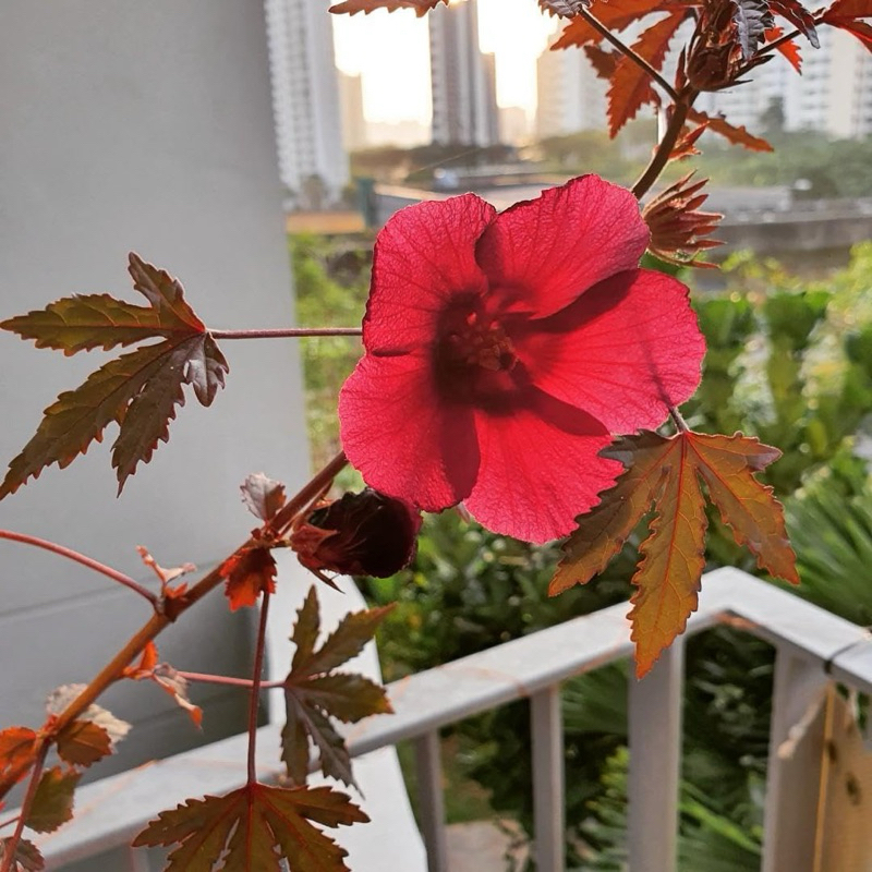 Pokok Bunga Raya Cranberry / Hibiscus Cranberry Daun Maroon ( pokoo ...