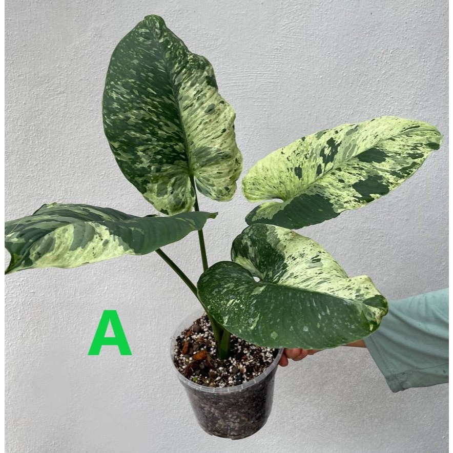 Schismatoglottis sp Marble Variegated - Aroid Live Indoor Plant Pokok ...