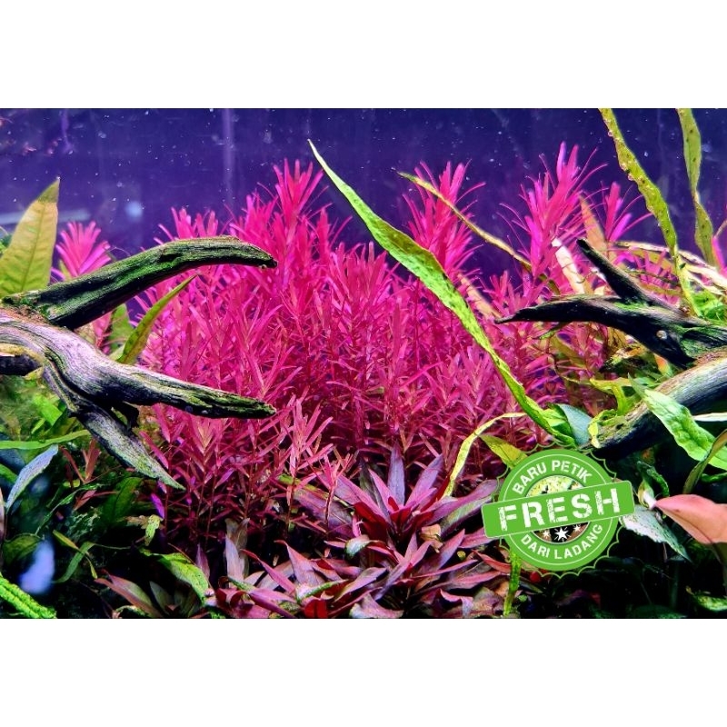 Rotala Blood Red SG (submerged) | Shopee Malaysia