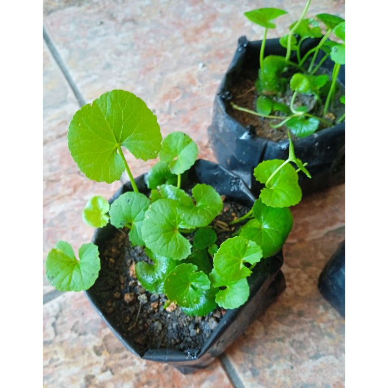 anak pokok pegaga kampung(ulam)/centella asiatica/磞大碗 | Shopee Malaysia