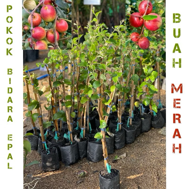 POKOK BIDARA EPAL MERAH HYBRID (BUAH MERAH) | Shopee Malaysia