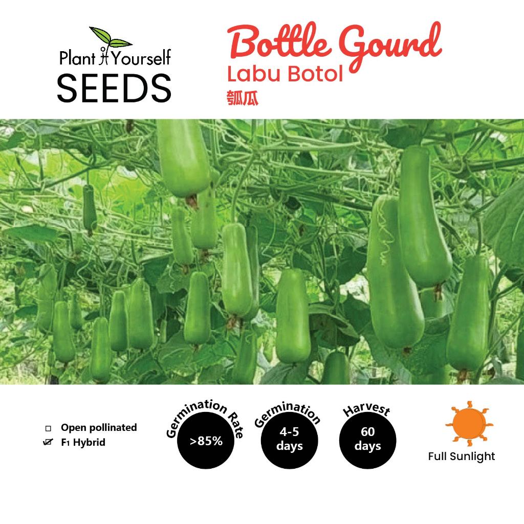 BENIH Labu Botol // SEEDS Bottle Gourd / Calabash // 种子 - 葫芦瓜 (1.6g | 6 ...