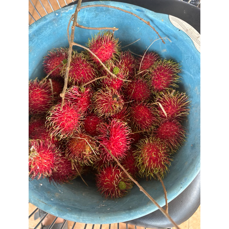 Rambutan anak sekolah/ fresh from farm | Shopee Malaysia