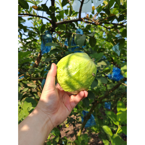 JAMBU BATU / JAMBU LOHAN / FRESH FROM FARM / DARI KEBUN / 罗汉番石榴 ...