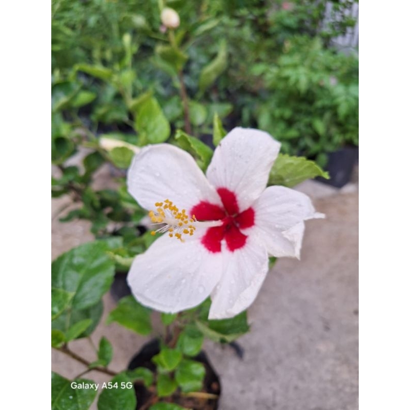 SNT / pokok bunga raya putih merah / Hibicus / pokok hidup / tahan ...