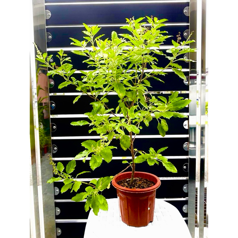 holy basil seeds (ocimum sanctum)|plant seeds |kemangi | herbal plant ...
