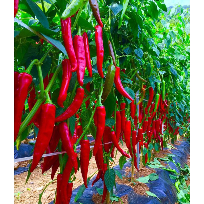 LADA Pokok Lada Solok / Pokok Lada Kampung / Pokok Cili Bara / Pokok ...
