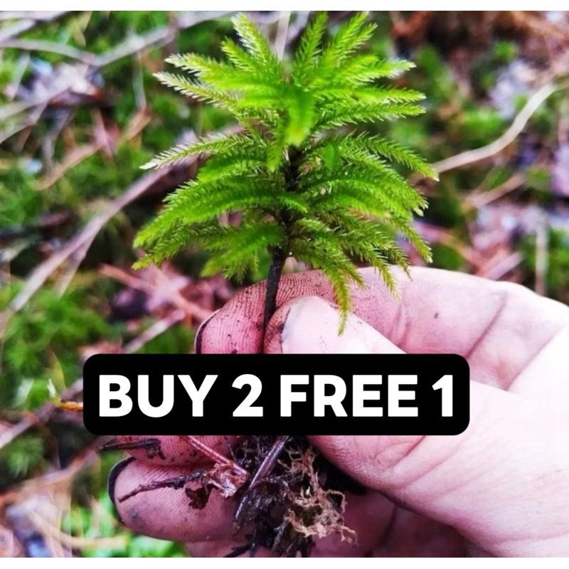🔥FEATURED ITEM🔥【BUY2 FREE1】 万年藓 Umbrella Moss for Terrarium ...