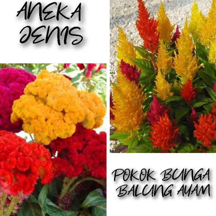 Aneka Jenis Pokok Bunga Balung Ayam | Shopee Malaysia