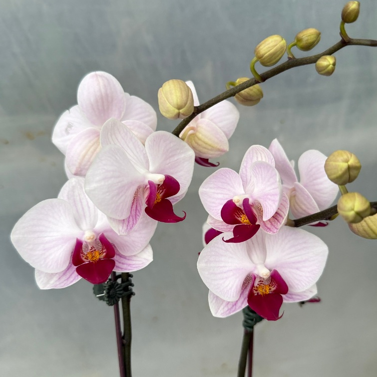 Phalaenopsis White Red Lip 'No.1' | Mini Moth Orchid | 迷你蝴蝶兰 '第一名 ...