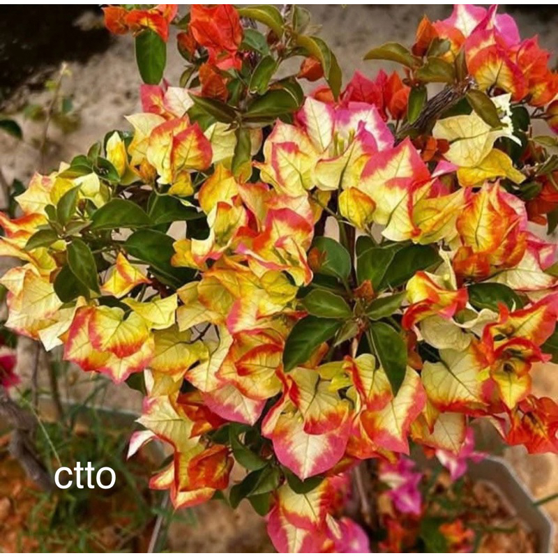 Pokok bunga kertas id Citra Gold. Pokok besar dan tinggi sama dalam ...