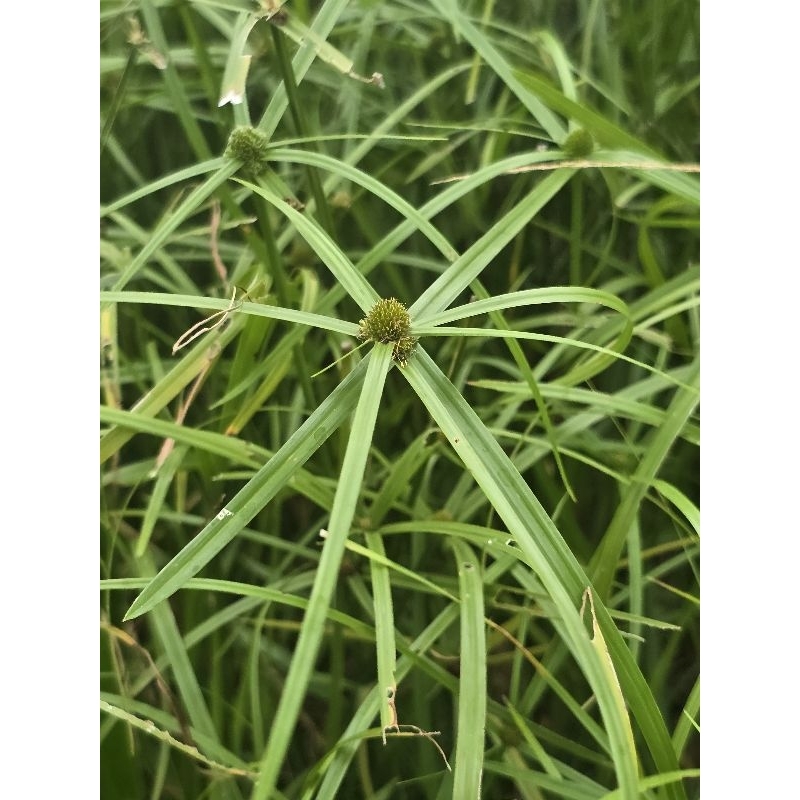Perubatan Tradisional Rumput Kepala Lalat or scientific name Kyllinga ...