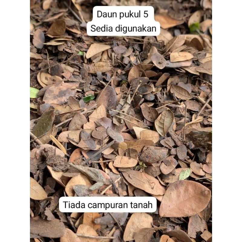 1kg Daun pukul 5 / pukul Lima / daun pokok hujan / media terbaik pokok ...