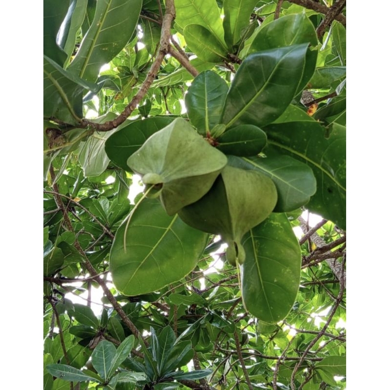 ANAK POKOK PUTAT LAUT | Shopee Malaysia