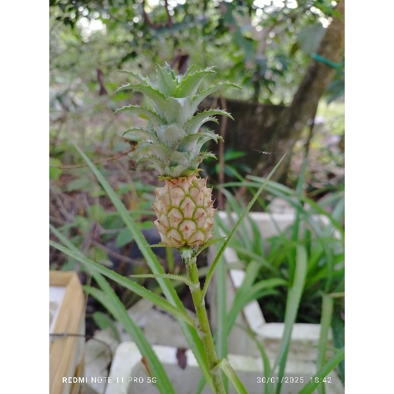 Nenas Batu Original Organik | Shopee Malaysia