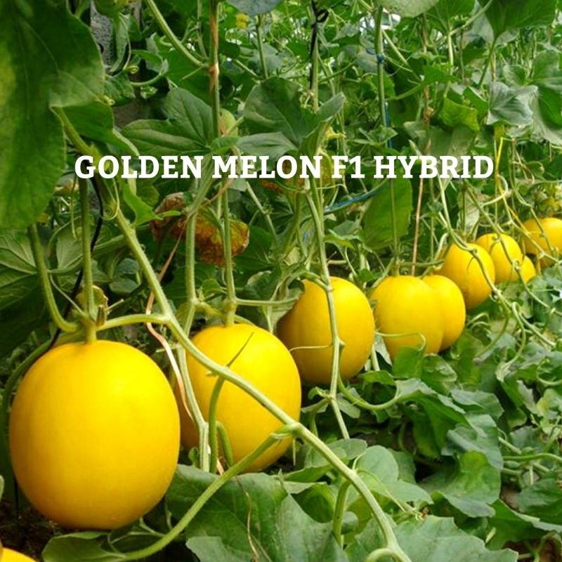 BENIH GOLDEN MELON F1 775 HYBRID(10 SEEDS). | Shopee Malaysia