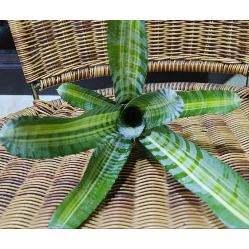 Aechmea Chantinii Samurai / Rare Plant | Shopee Malaysia