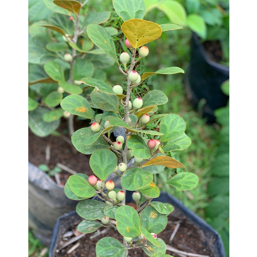 ficus deltoidea ^ mistletoe fig medicinal plant relieve headache fever ...