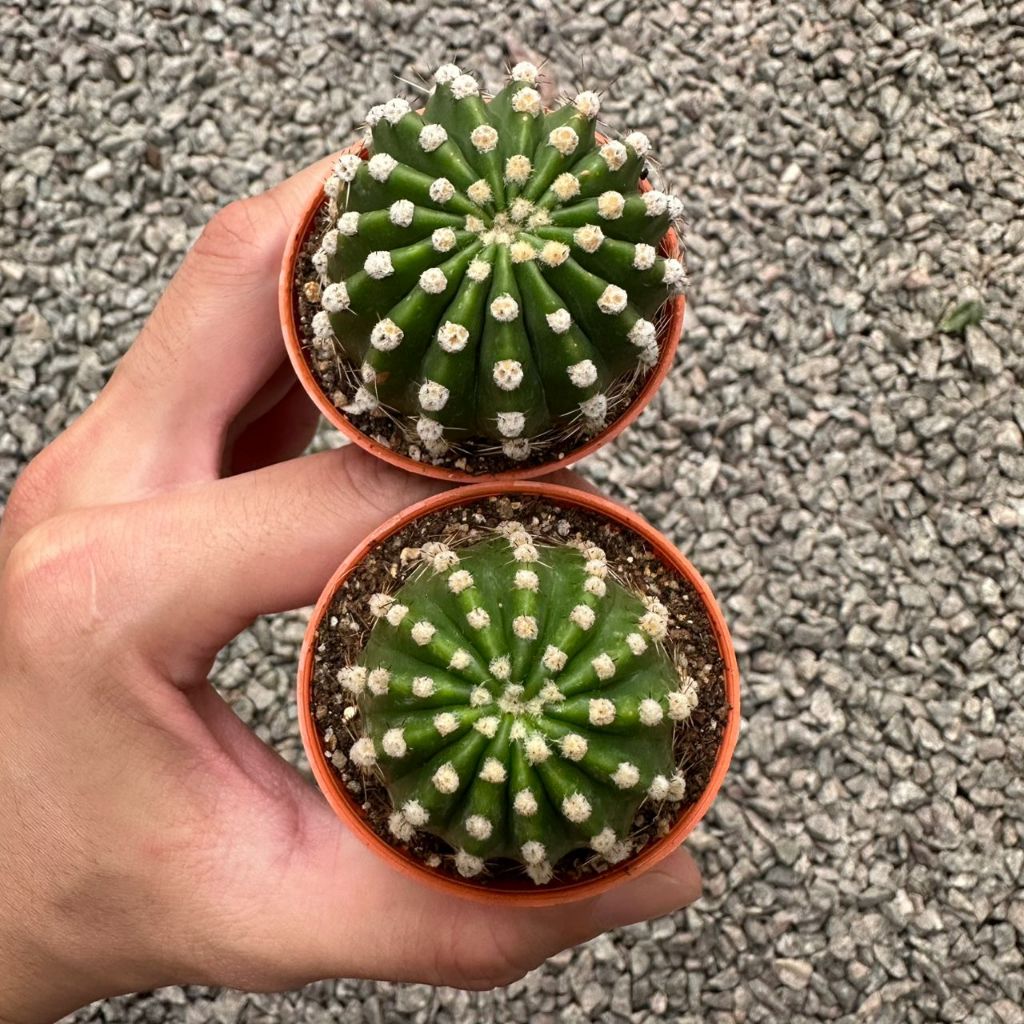 GPS Green Plant Society Live Cactus Type 69 Notocactus uebelmannianus 褪 ...