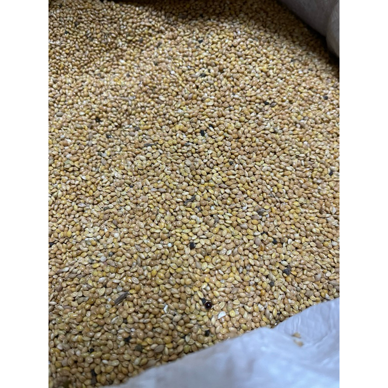 Sambau Kuning (Kambu, Sekoi) [Makanan Burung] 黄黍子 [鸟饲料] Yellow Millet ...