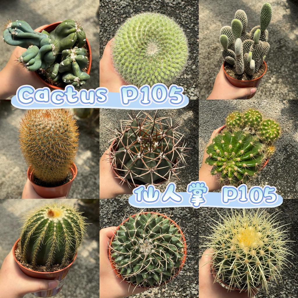 GPS Green Plant Society Live Cactus P105 BIG 大盆仙人掌 NEW | Shopee Malaysia
