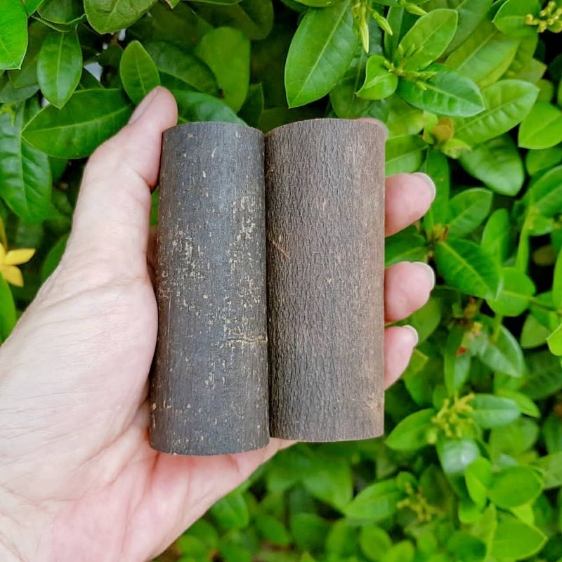 Tas Jantan & Betina / Kayu Limpanas / Kayu Hujan Panas (100% Asli) 8 CM ...