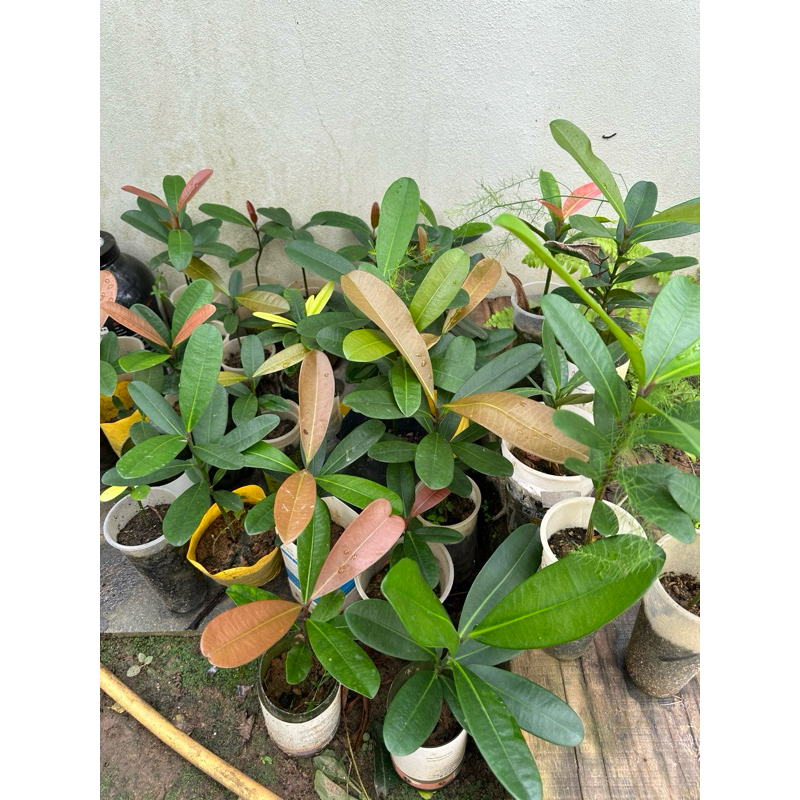 Outdoor Garcinia Subelliptica Happiness Tree Real Houseplant 室外福木幸福树 ...