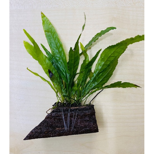 Aquarium water Wood Plant Microsorium Pteropus Mini Fern M5023 | Shopee ...