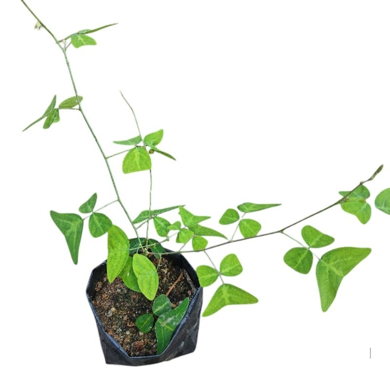Pokok Rerama Hijau Tanaman Herba Live Plants Ubat | Shopee Malaysia