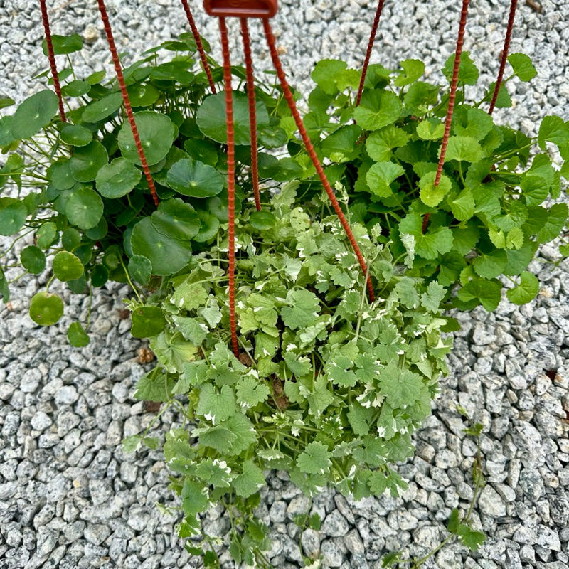 🔥ULAM🔥 POKOK PEGAGA KAMPUNG / Batik / Air / Variegated Pegaga / Hanging ...