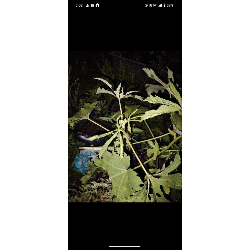 PADAN ACM 500GRAM RACUN SERANGGA | Shopee Malaysia