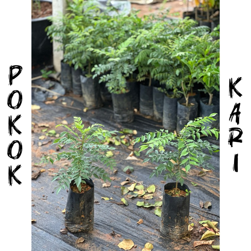 Pokok Kari thai murah / Pokok kari daun lebat thai | Shopee Malaysia