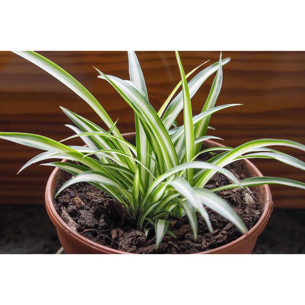 Pokok Gantung Berjuntai Spider Plant Anak Pokok Spider Plant ...
