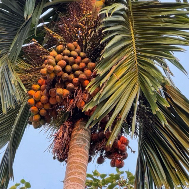 buah pinang tua BETEL NUT/ PINANG/ PAAKU (gugur sendiri dari pohon) 槟榔 ...