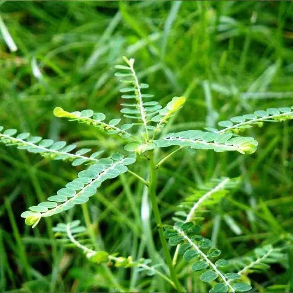 POKOK DUKUNG ANAK (Phyllanthus niruri) (BUY 1 FREE 1 )叶下珠种子/连根拔起苗 ...