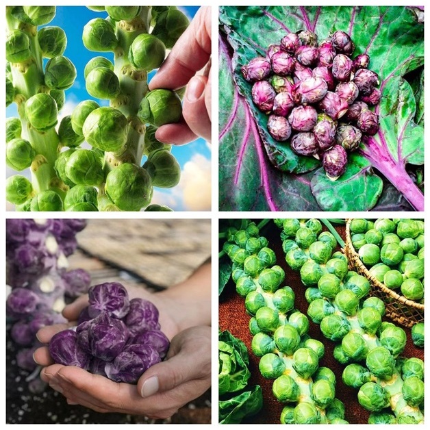 20 pcs Brussel Sprouts Long Island Seeds Green Purple/Benih Kubis Baby ...