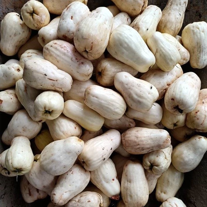 TIADA COD Anak Pokok Jambu Susu atau Jambu Botol atau Jambu Gelas ...