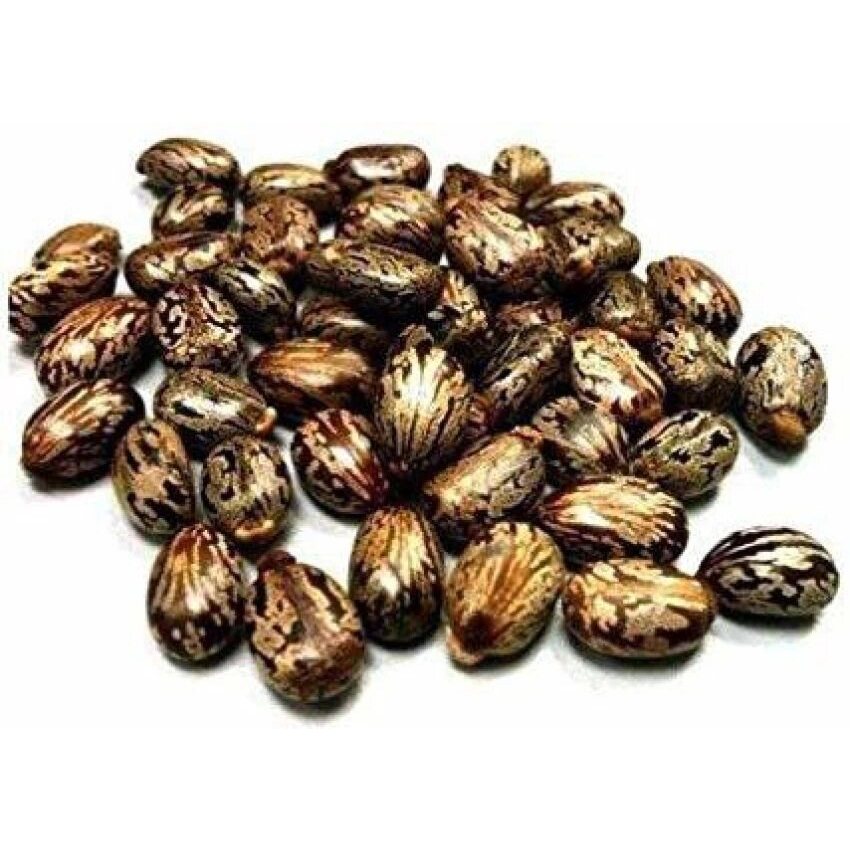 Amanakku Vithai - Castor Seeds 100g/250g/500g | Shopee Malaysia