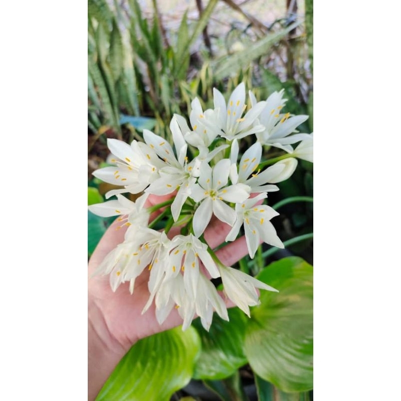 Proiphys amboinensis / Cardwell lily / Pokok sepulih | Shopee Malaysia