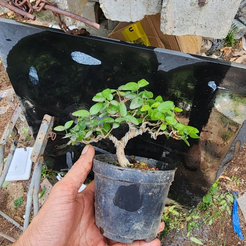 bonsai jeliti sui mei 水梅 for beginner | Shopee Malaysia