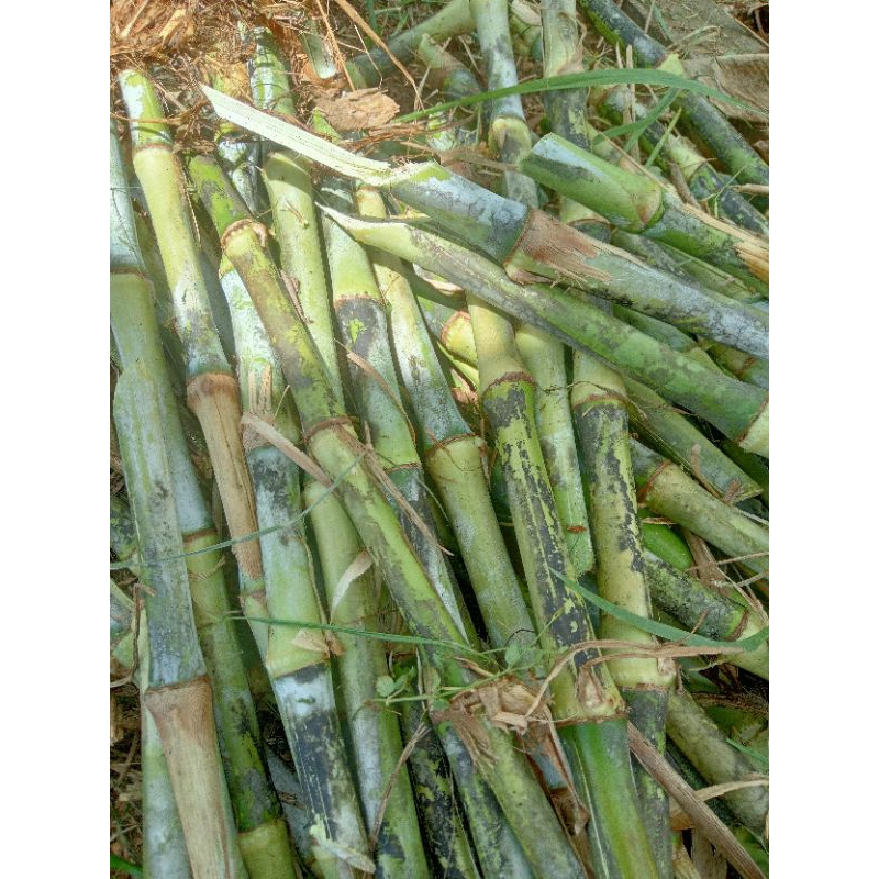 Anak pokok Napier Ternakan | Shopee Malaysia